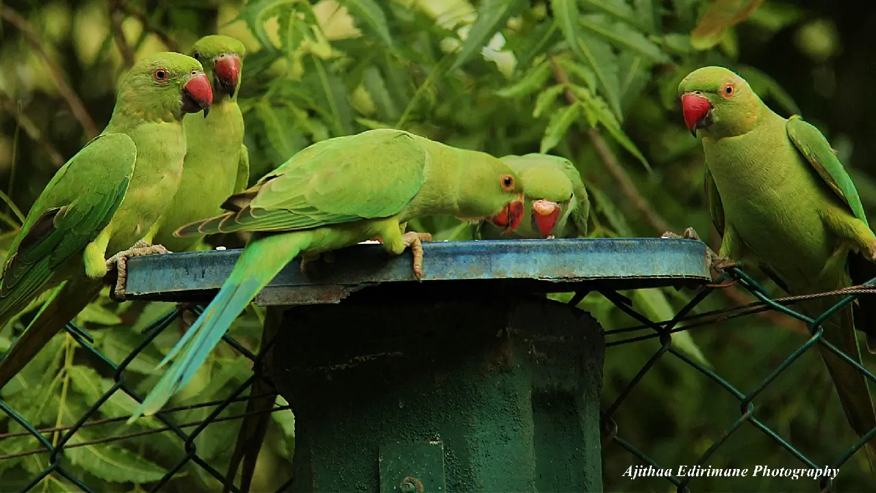 News and Blog - Girawa